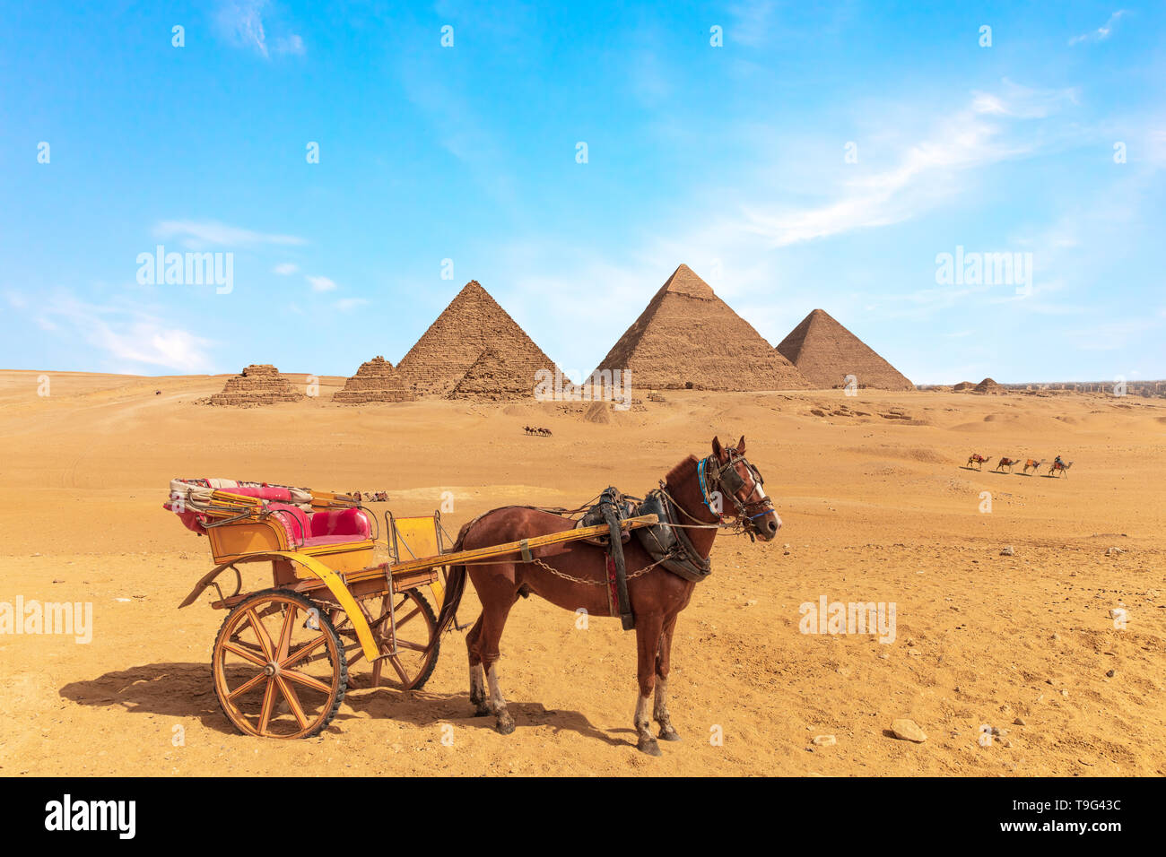 A horse with the cart in front of the Great Pyramids of Giza, Egypt ...
