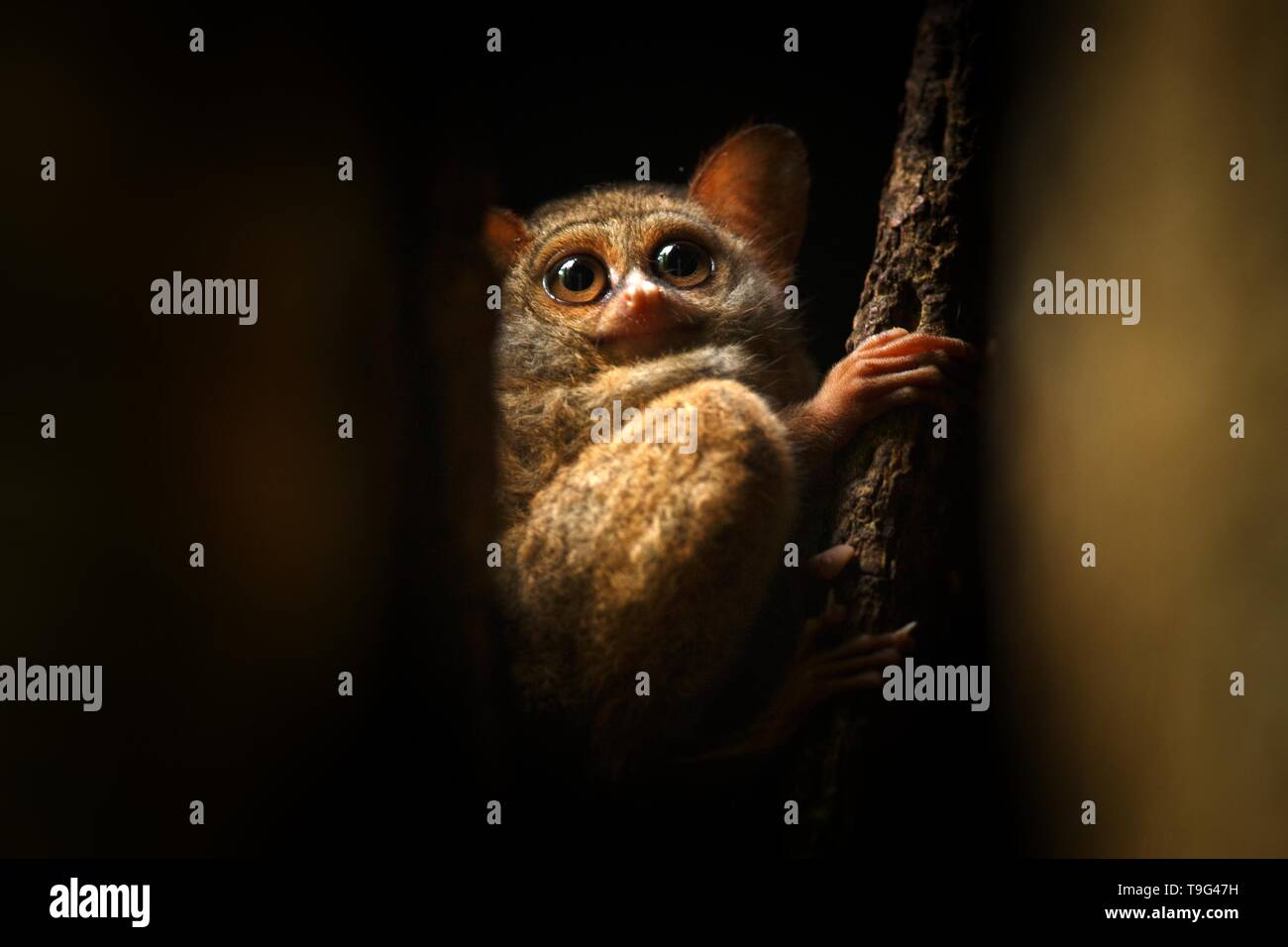 Spectral Tarsier, Tarsius spectrum, portrait of rare endemic nocturnal ...