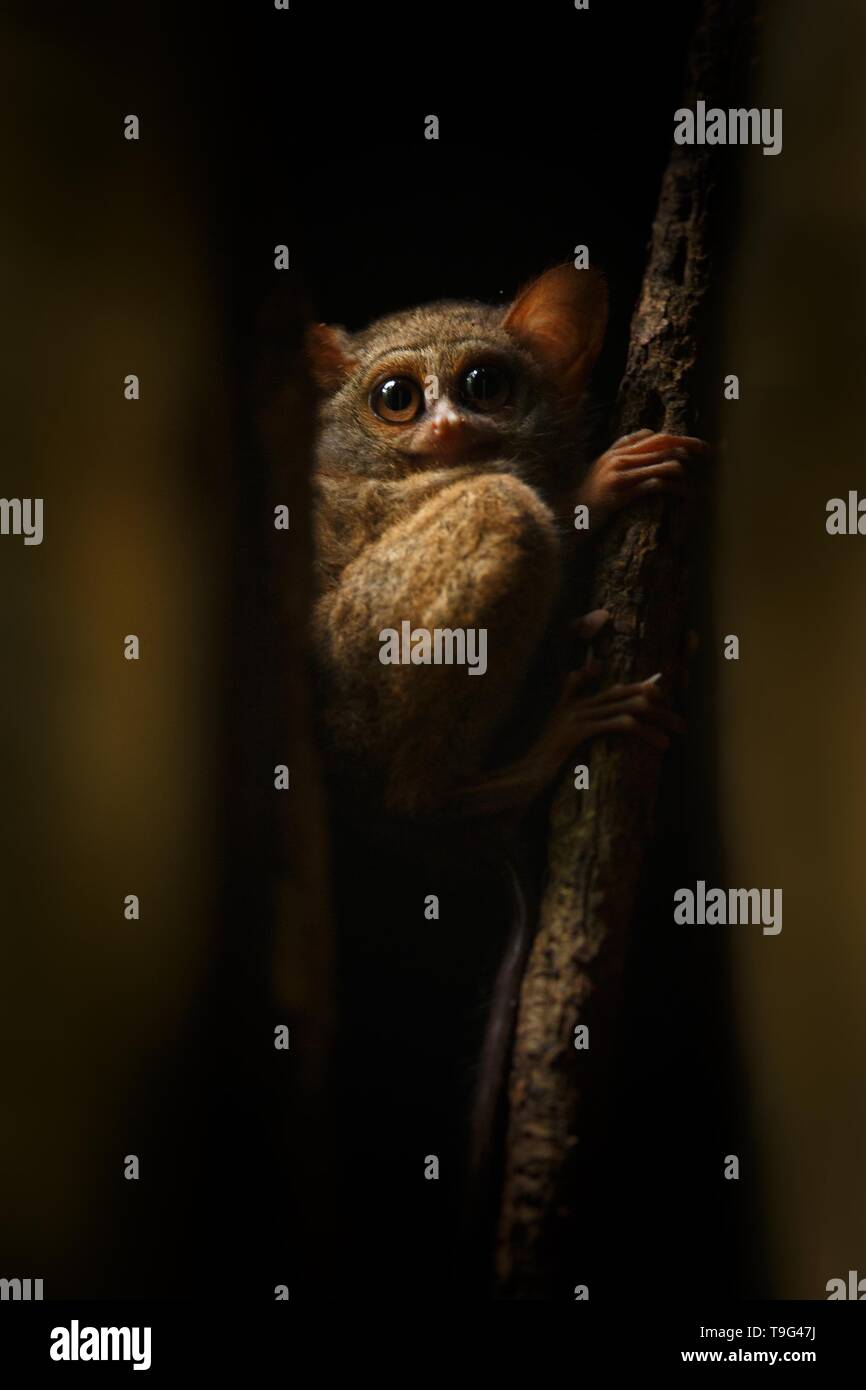 Spectral Tarsier, Tarsius spectrum, portrait of rare endemic nocturnal ...