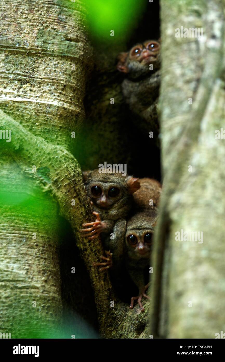 Family of spectral tarsiers, Tarsius spectrum, portrait of rare endemic ...