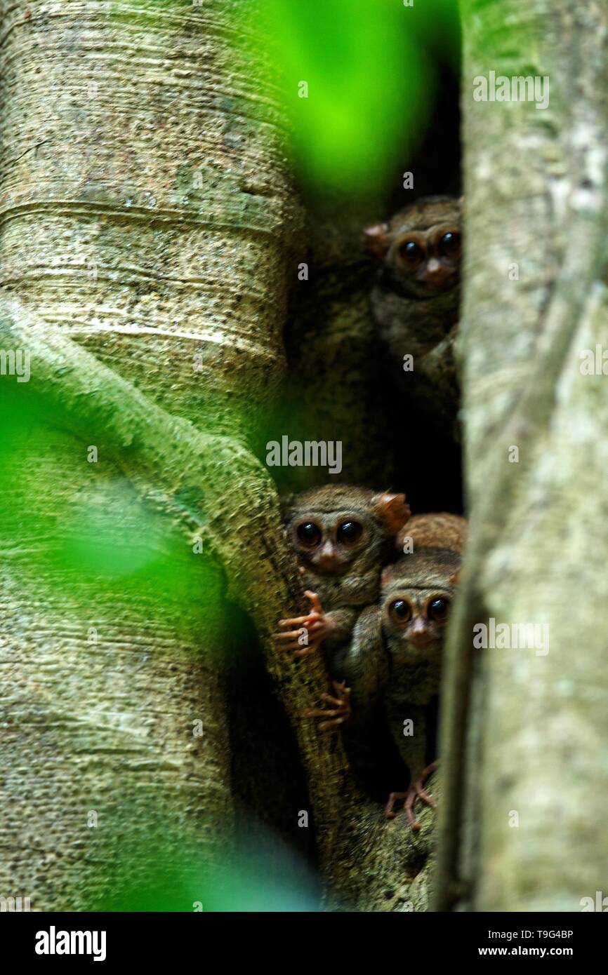Family of spectral tarsiers, Tarsius spectrum, portrait of rare endemic ...