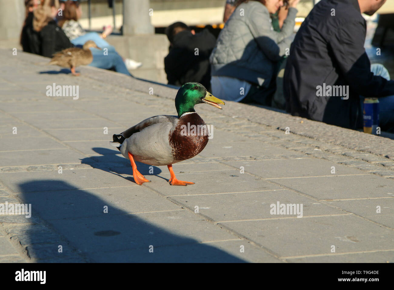 Curious Duck High Resolution Stock Photography and Images - Alamy
