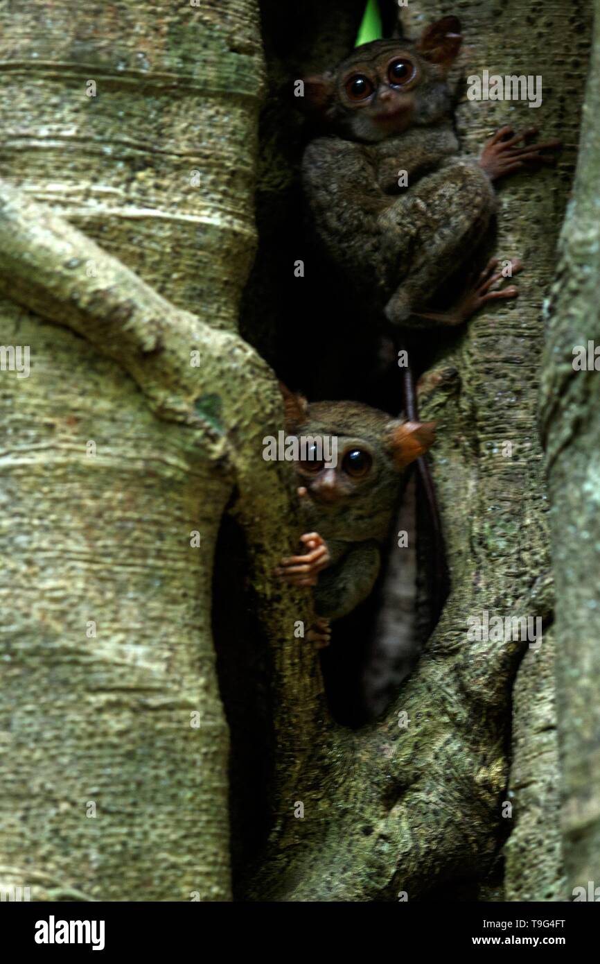 Family of spectral tarsiers, Tarsius spectrum, portrait of rare endemic ...