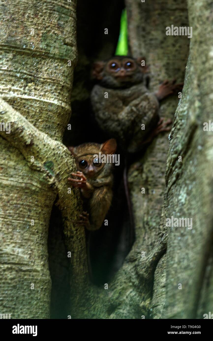Family of spectral tarsiers, Tarsius spectrum, portrait of rare endemic ...