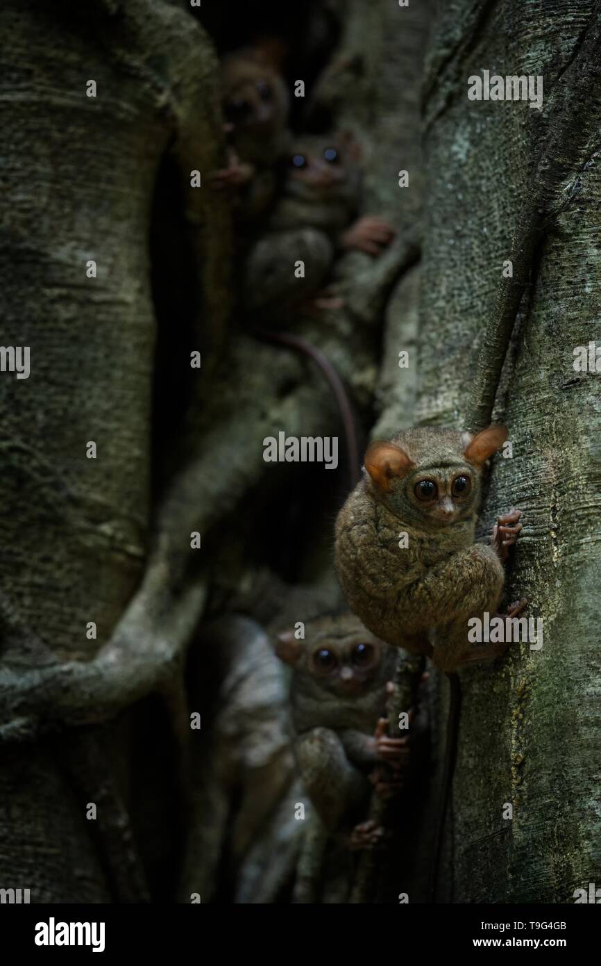 Tarsiers at night hi-res stock photography and images - Alamy