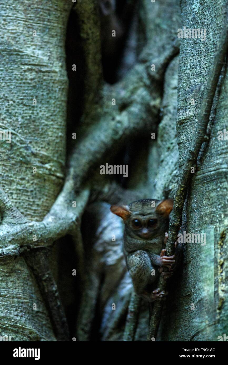 Spectral Tarsier, Tarsius spectrum, portrait of rare endemic nocturnal ...