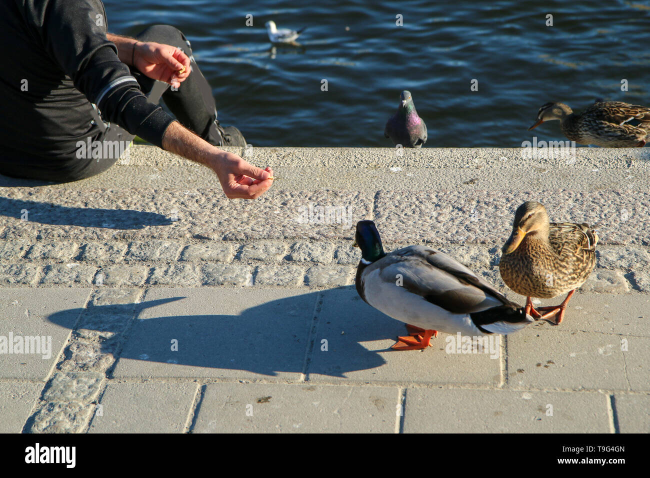 Curious duck hi-res stock photography and images - Alamy