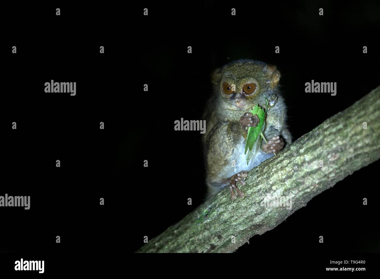 Spectral Tarsier, Tarsius spectrum, portrait of rare endemic nocturnal ...