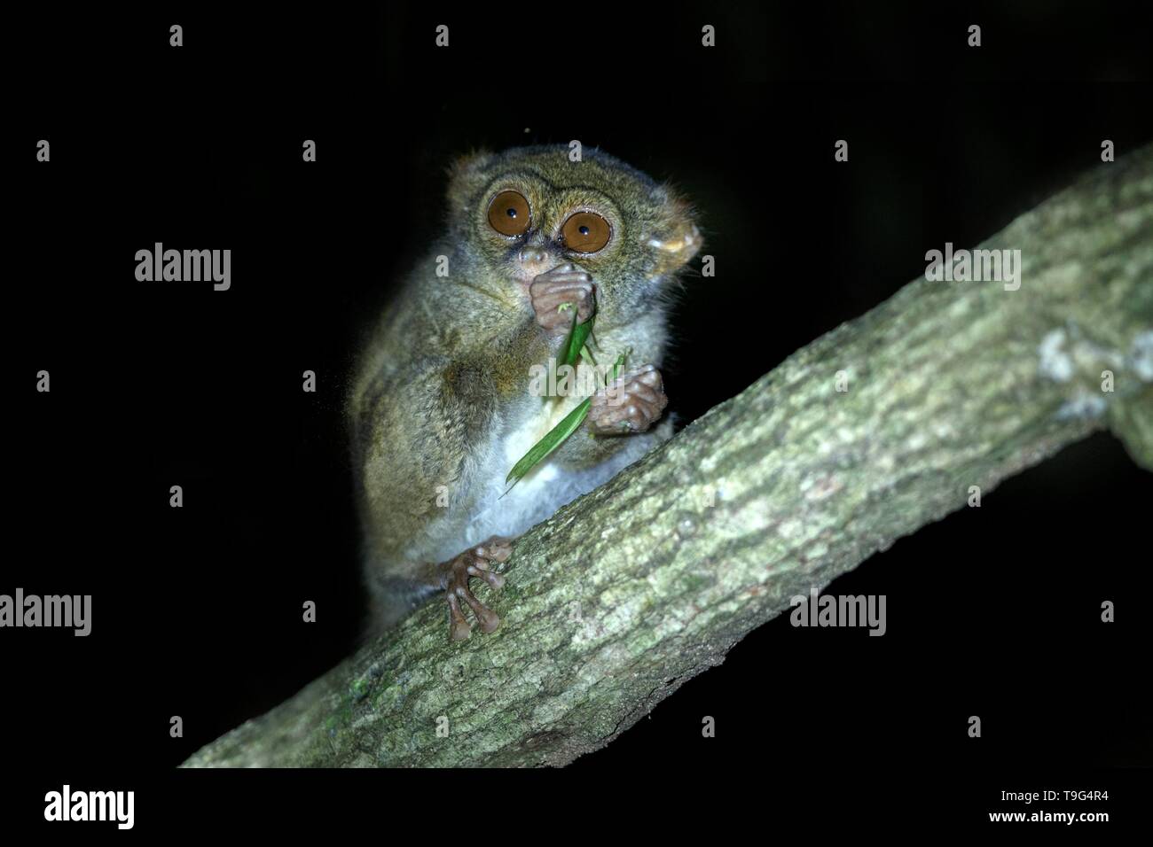 Spectral Tarsier, Tarsius spectrum, portrait of rare endemic nocturnal ...