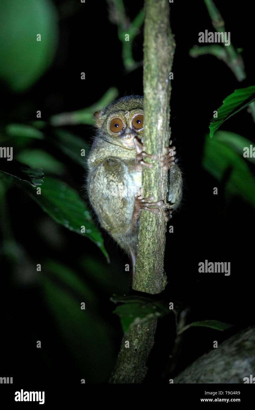 Spectral Tarsier, Tarsius spectrum, portrait of rare endemic nocturnal ...