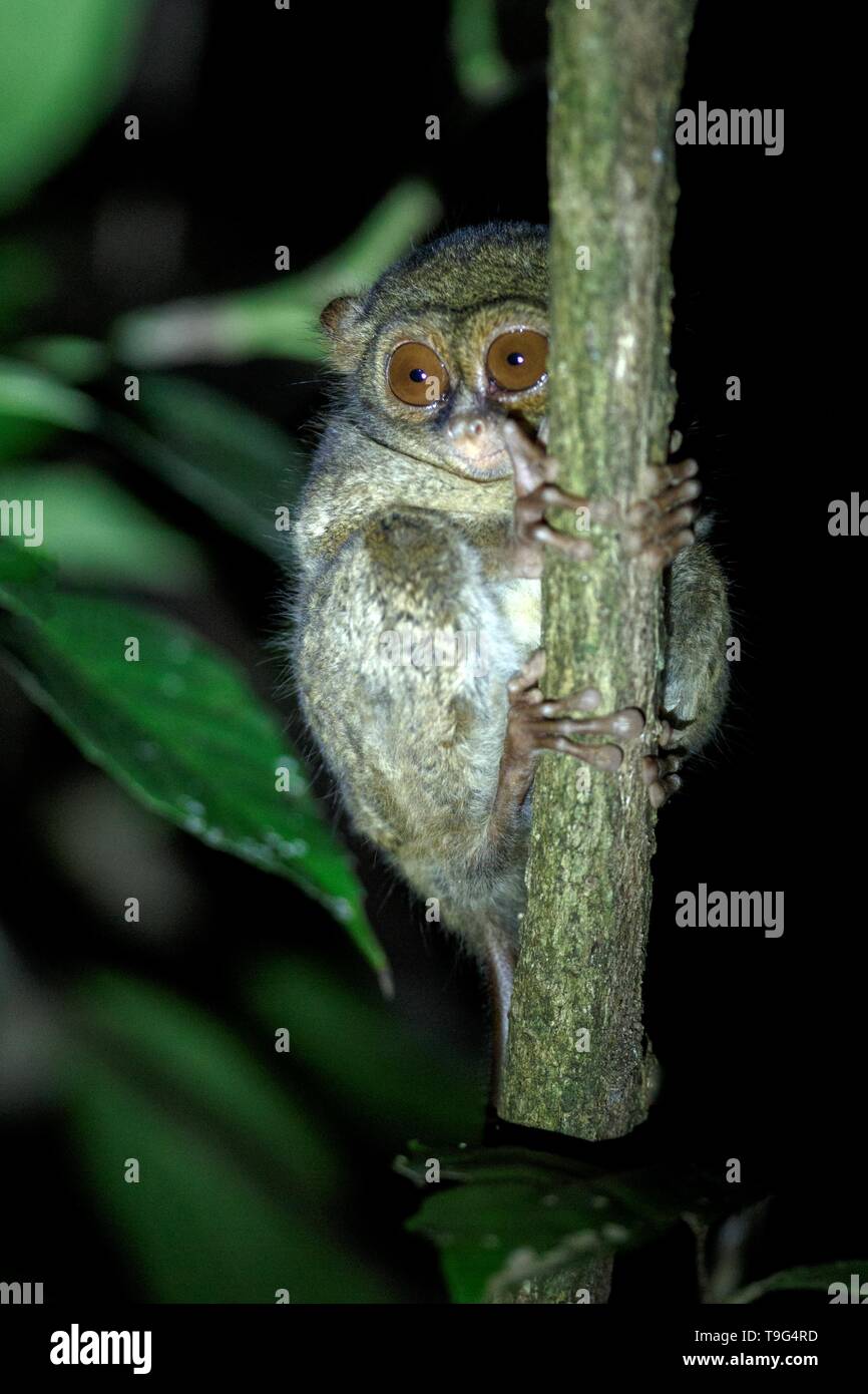 Spectral Tarsier, Tarsius spectrum, portrait of rare endemic nocturnal ...