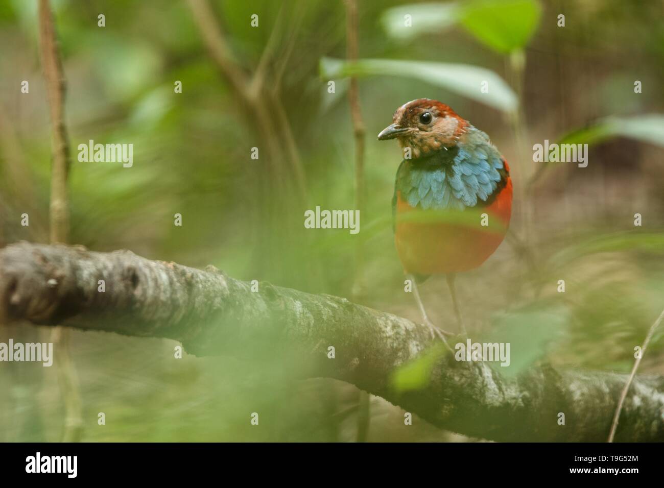 Sulawesi pitta (Erythropitta celebensis) perches on a branch in ...