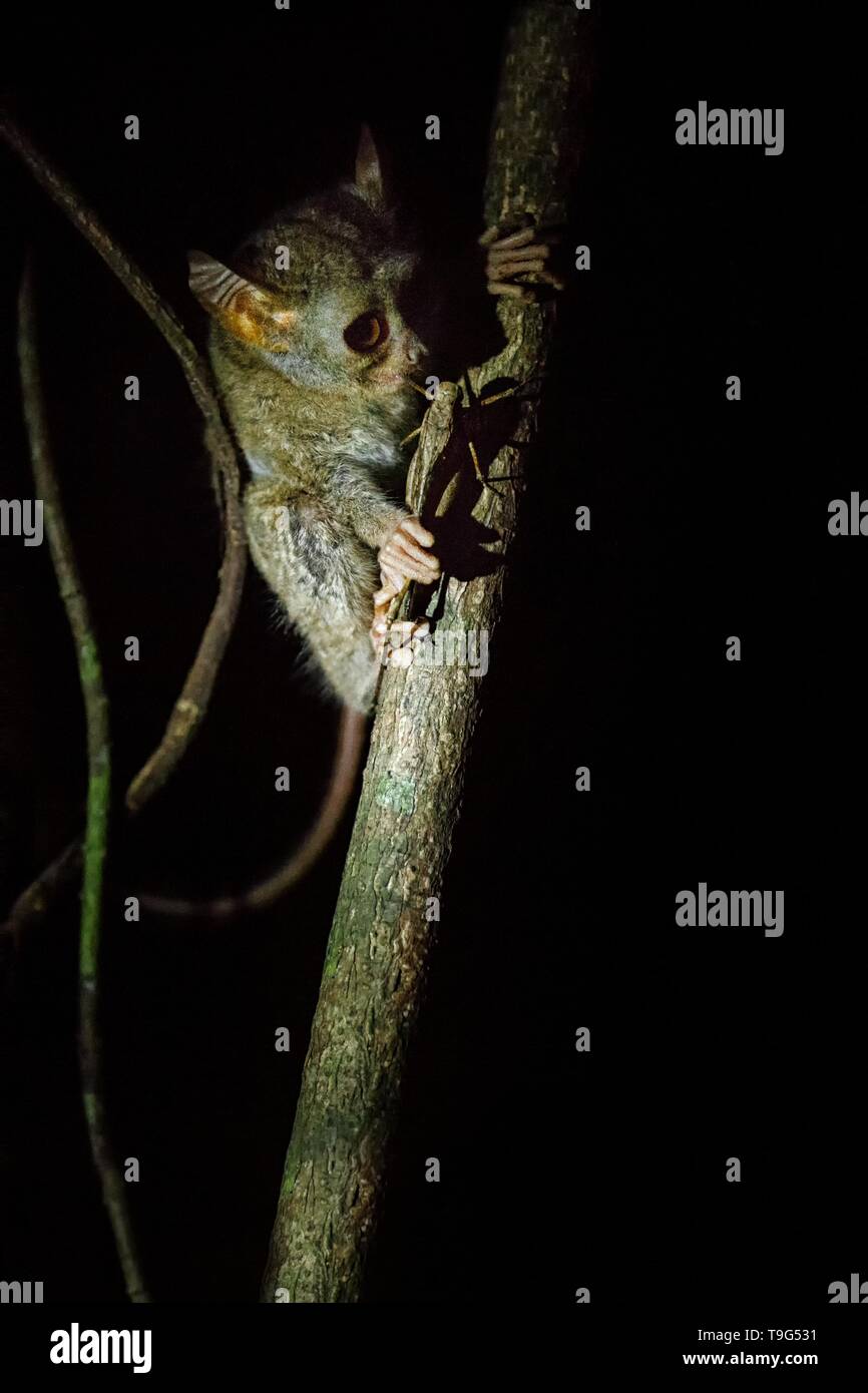 Spectral Tarsier, Tarsius, portrait of rare endemic nocturnal mammal ...