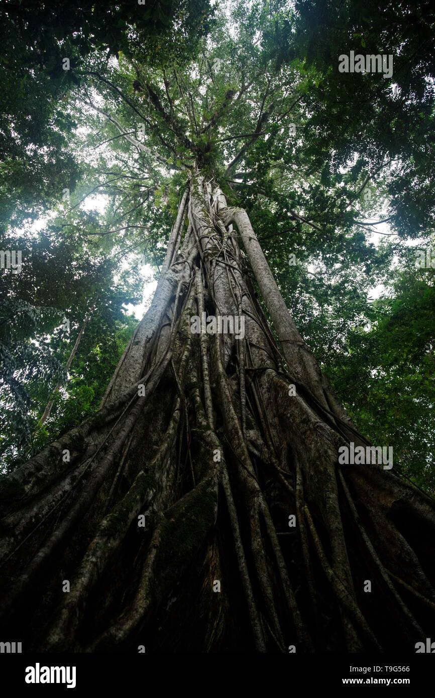Giant ficus tree in Tangkoko National Park. North Sulawesi. Indonesia ...