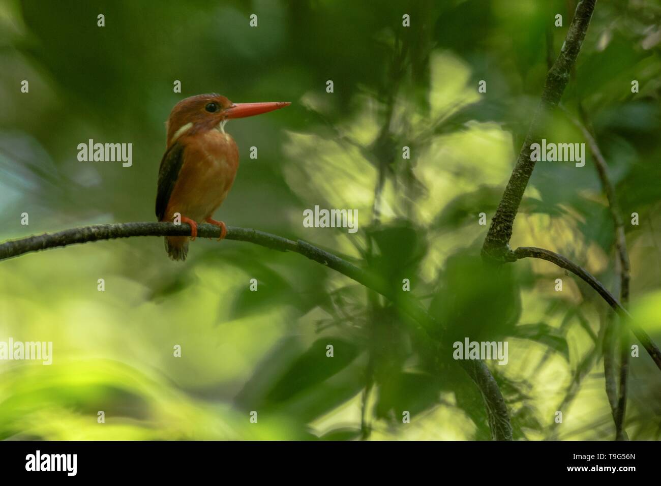 Dwarf sulawesi kingfisher (Ceyx fallax) perches on a branch in ...
