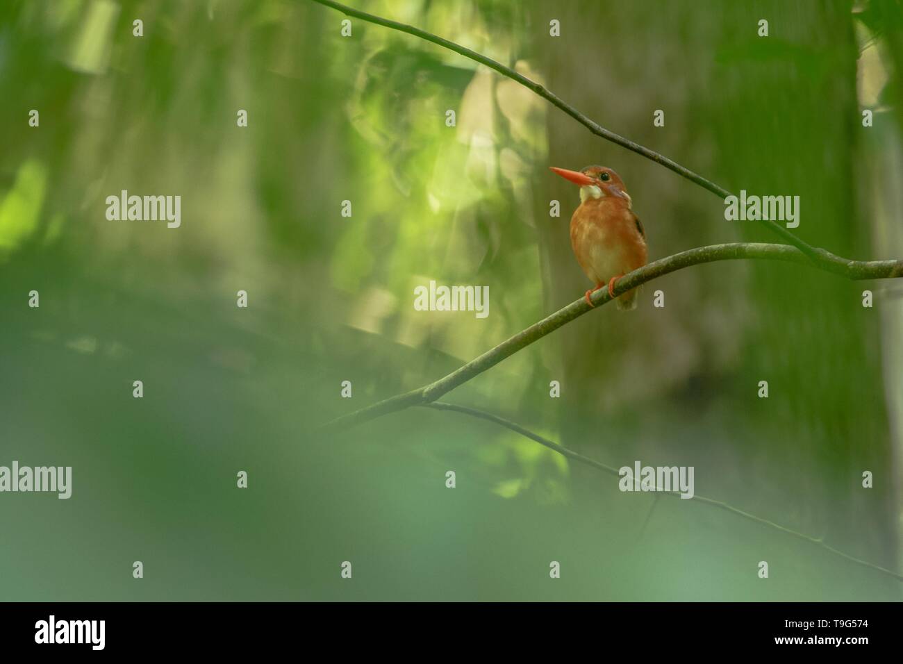 Dwarf sulawesi kingfisher (Ceyx fallax) perches on a branch in ...