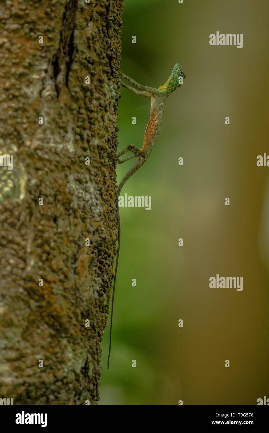 Spotted flying dragon hi-res stock photography and images - Alamy