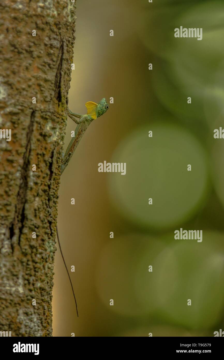 Draco volans, the common flying dragon on the tree in Tangkoko National ...
