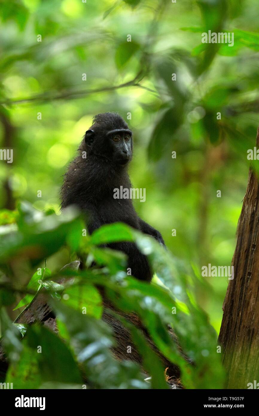 Small cute baby macaque on the branch of the tree in rainforest. Close ...