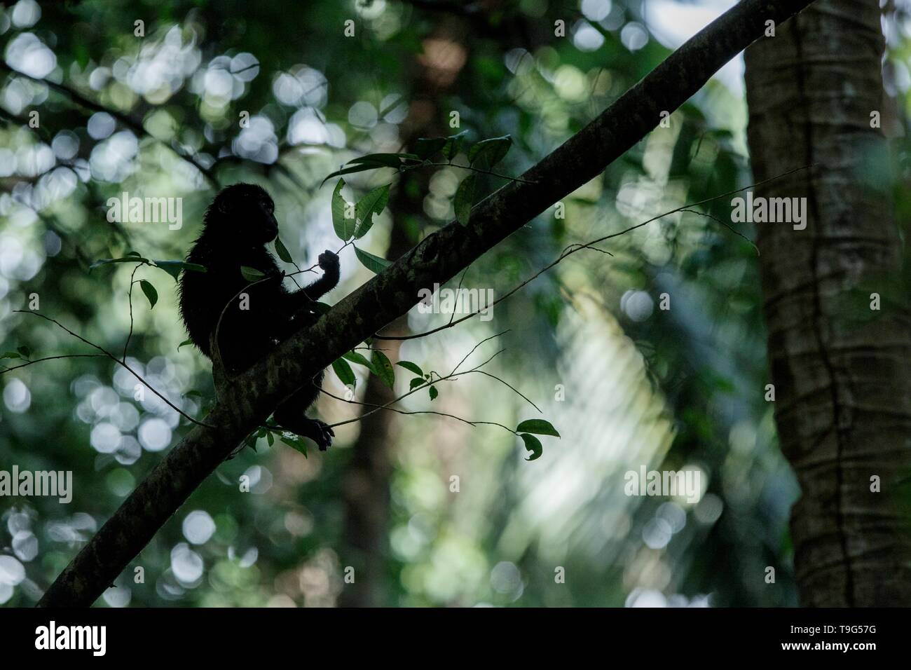 Small cute baby macaque on the branch of the tree in rainforest. Close ...