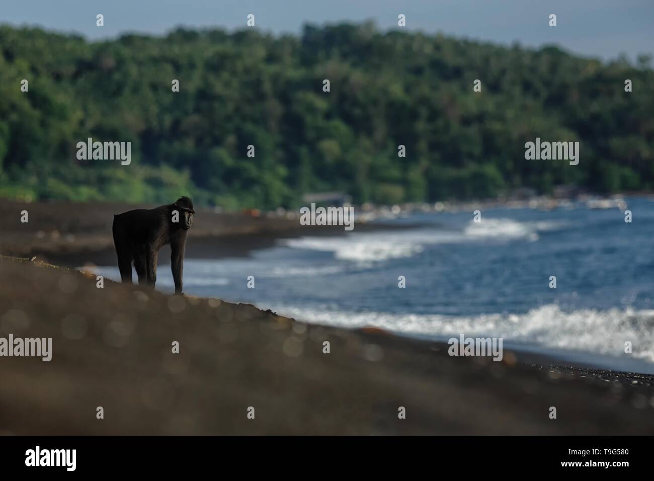 Crested macaque standing on the on beach with blue lagoon and jungle in ...
