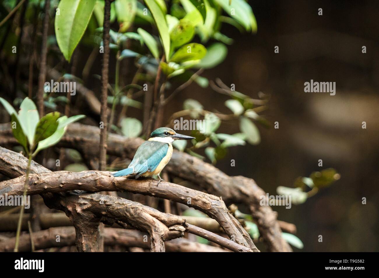 The sacred kingfisher (Todiramphus sanctus) perches on a branch in ...