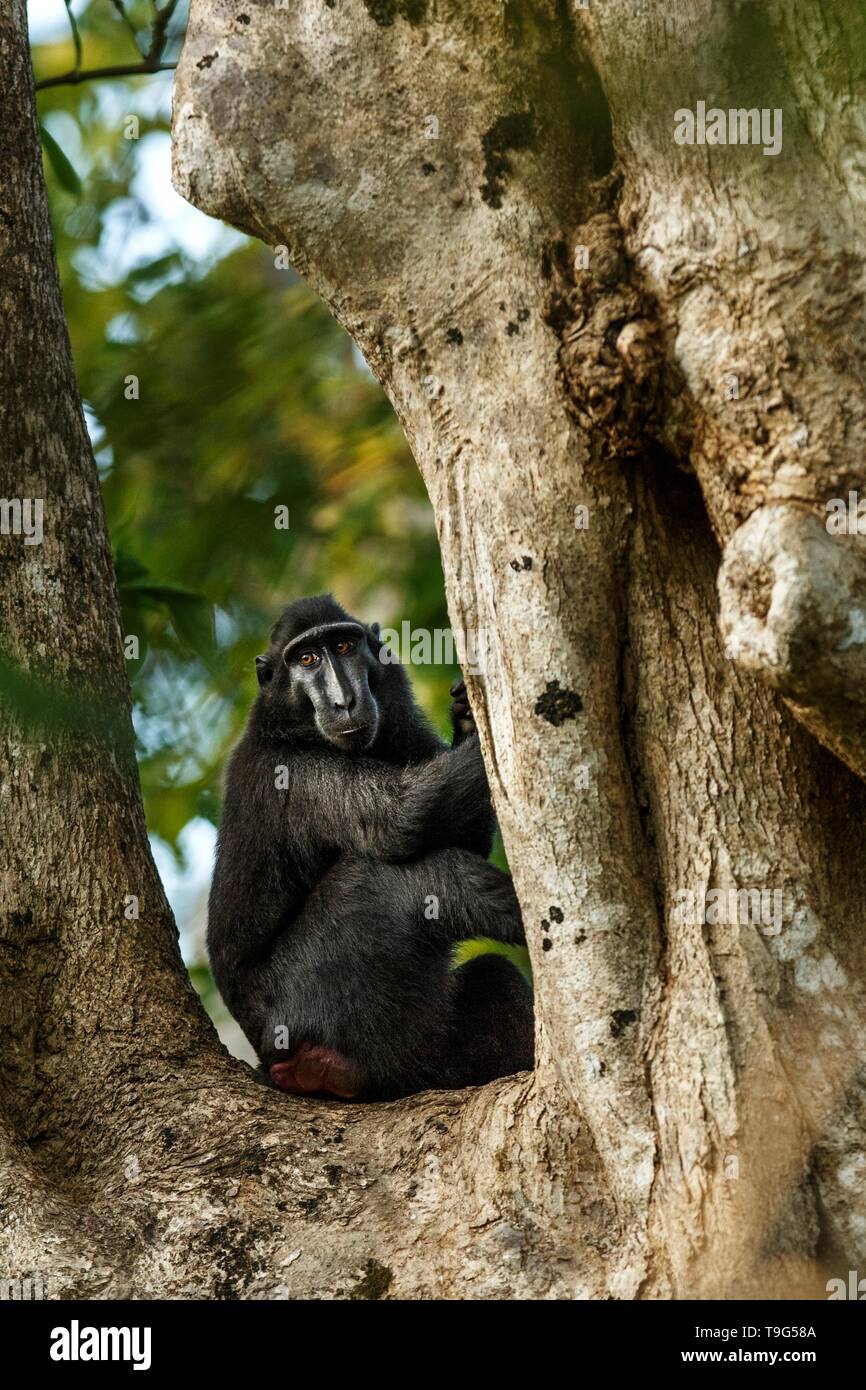 Small cute baby macaque on the branch of the tree in rainforest. Close ...