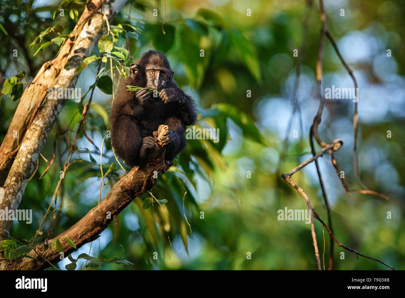 Small cute baby macaque on the branch of the tree eating leaves. Close ...