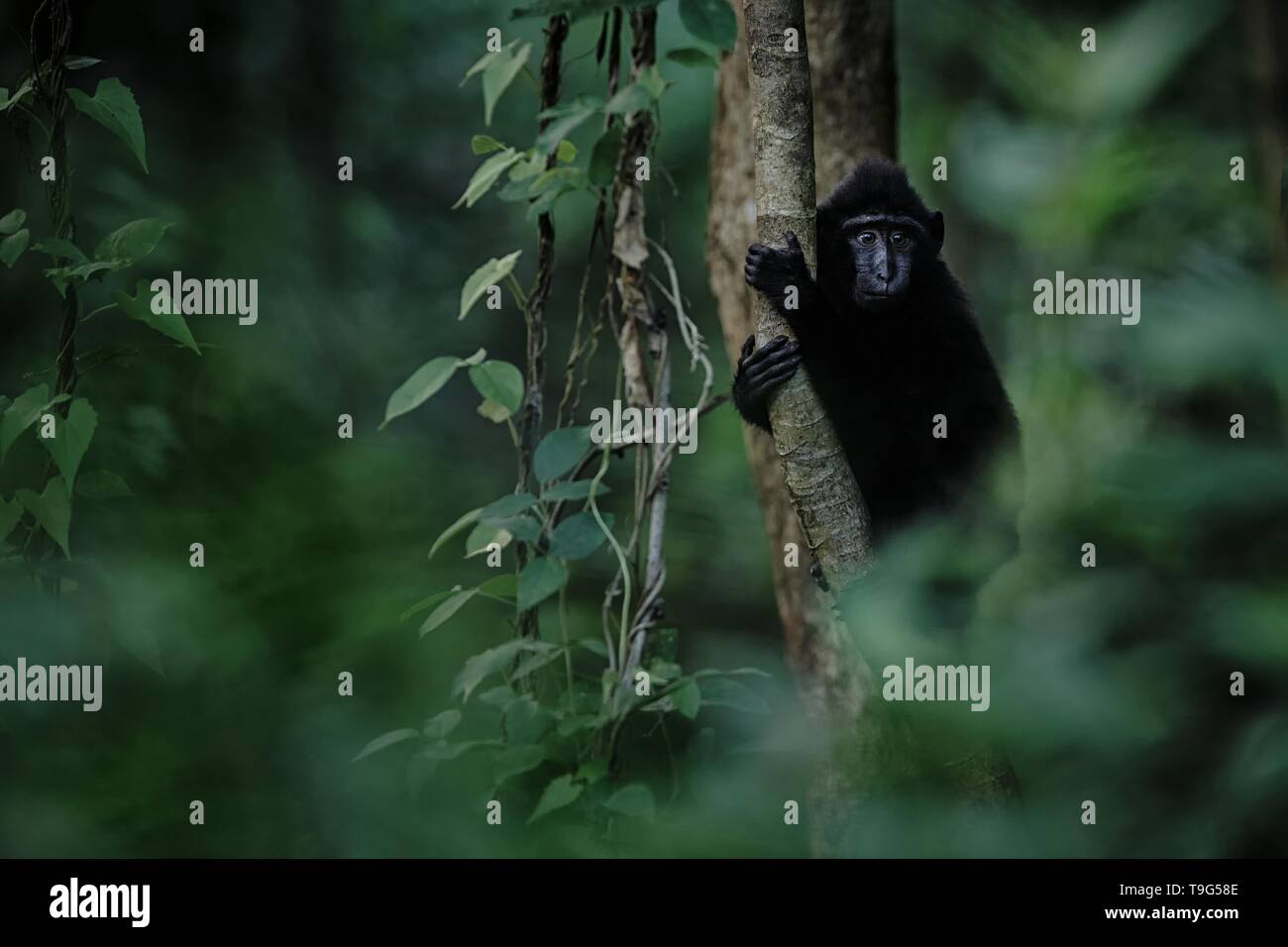 Small cute baby macaque on the branch of the tree in rainforest. Close ...