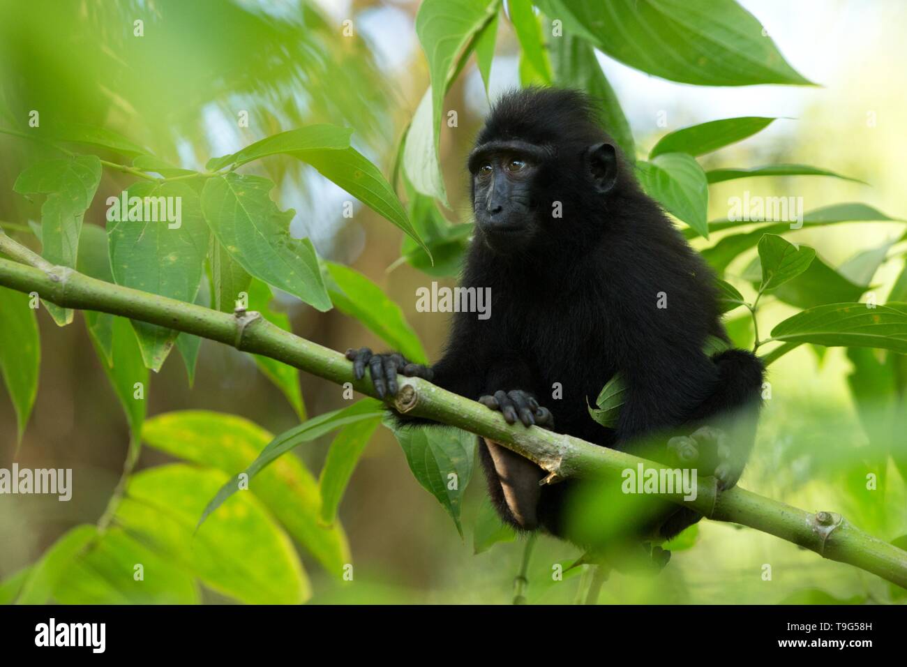 Small cute baby macaque on the branch of the tree in rainforest. Close ...