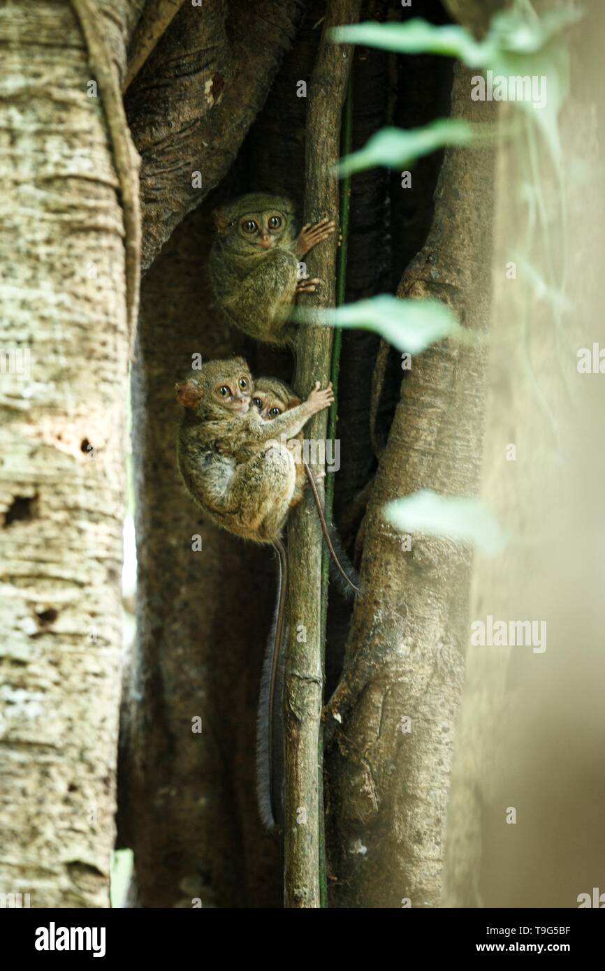 Family of spectral tarsiers, Tarsius spectrum, portrait of rare endemic ...