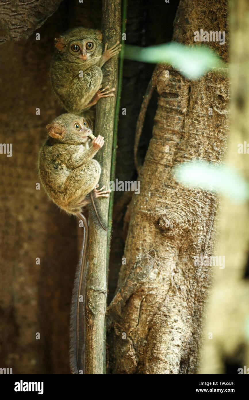 Family of spectral tarsiers, Tarsius spectrum, portrait of rare endemic ...