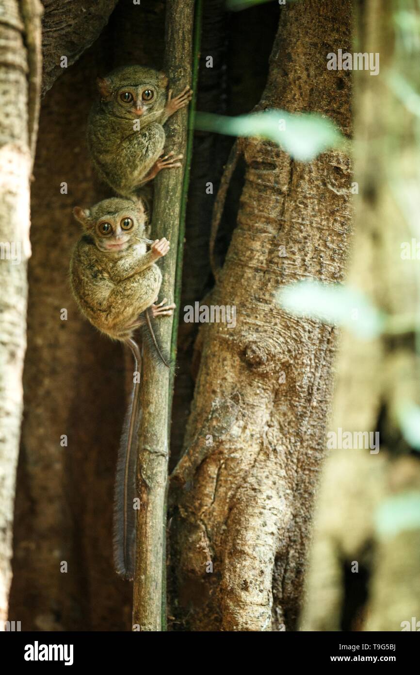 Family of spectral tarsiers, Tarsius spectrum, portrait of rare endemic ...