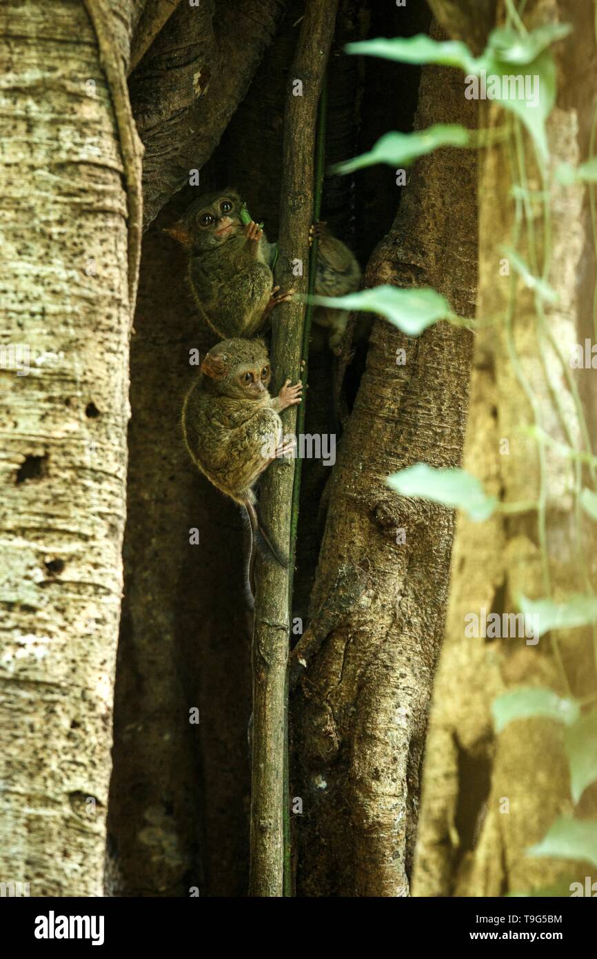 Family of spectral tarsiers, Tarsius spectrum, portrait of rare endemic ...
