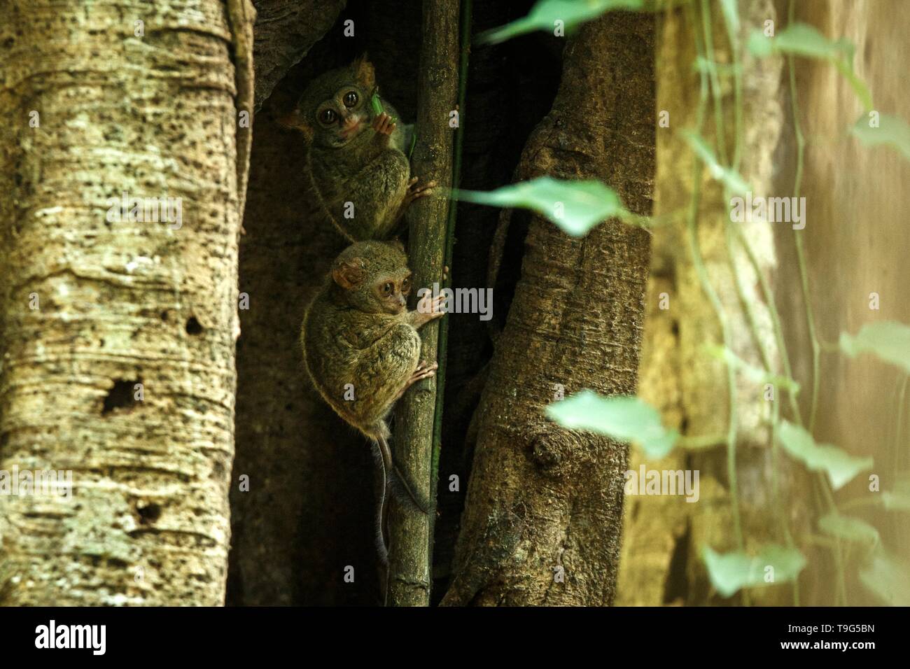 Family of spectral tarsiers, Tarsius spectrum, portrait of rare endemic ...