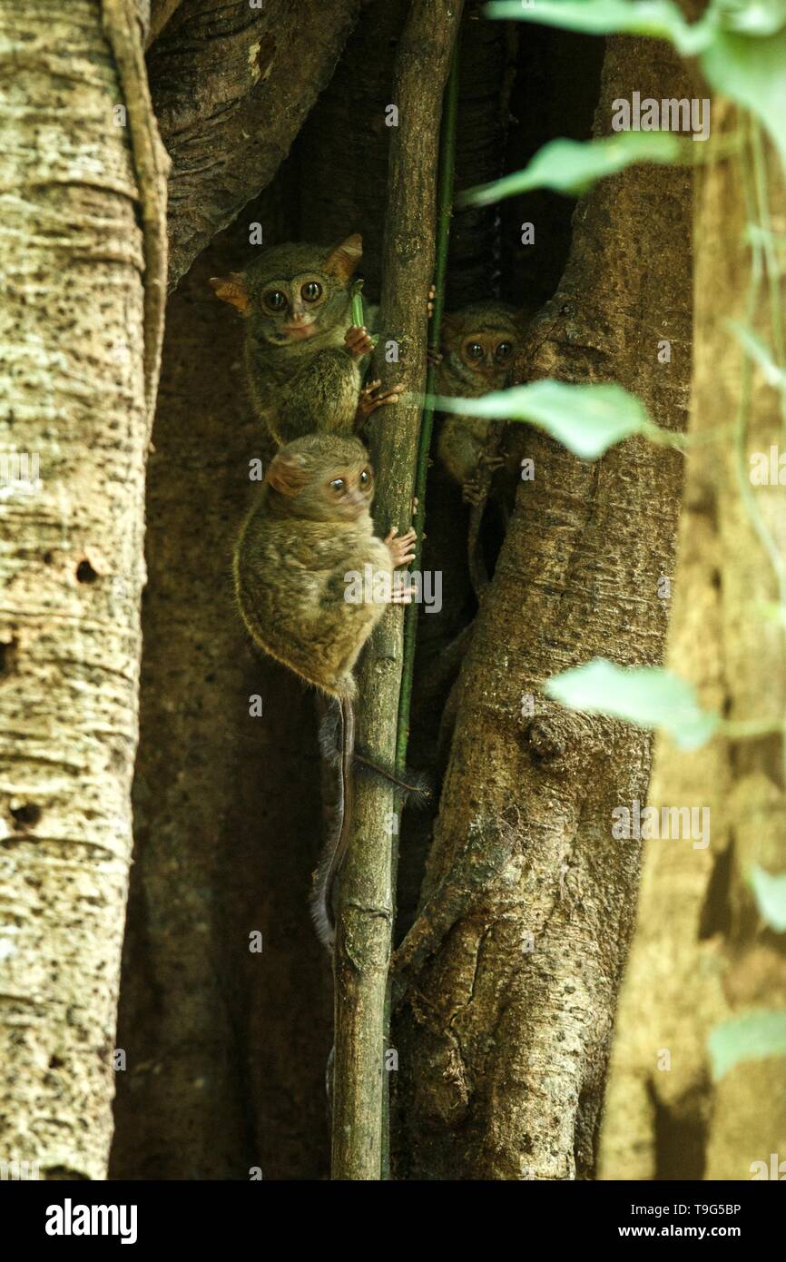 Family of spectral tarsiers, Tarsius spectrum, portrait of rare endemic ...