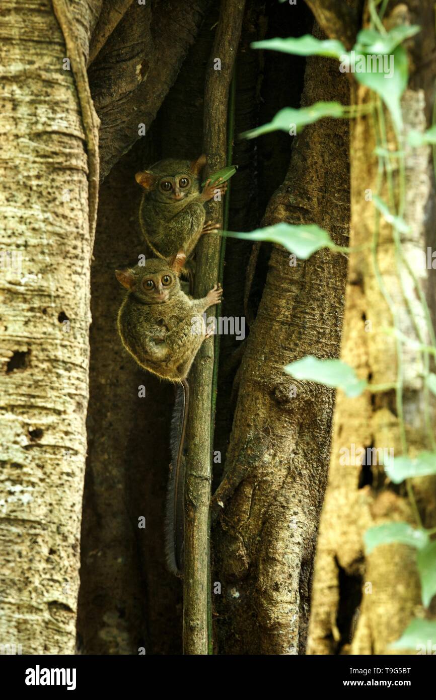 Family of spectral tarsiers, Tarsius spectrum, portrait of rare endemic ...