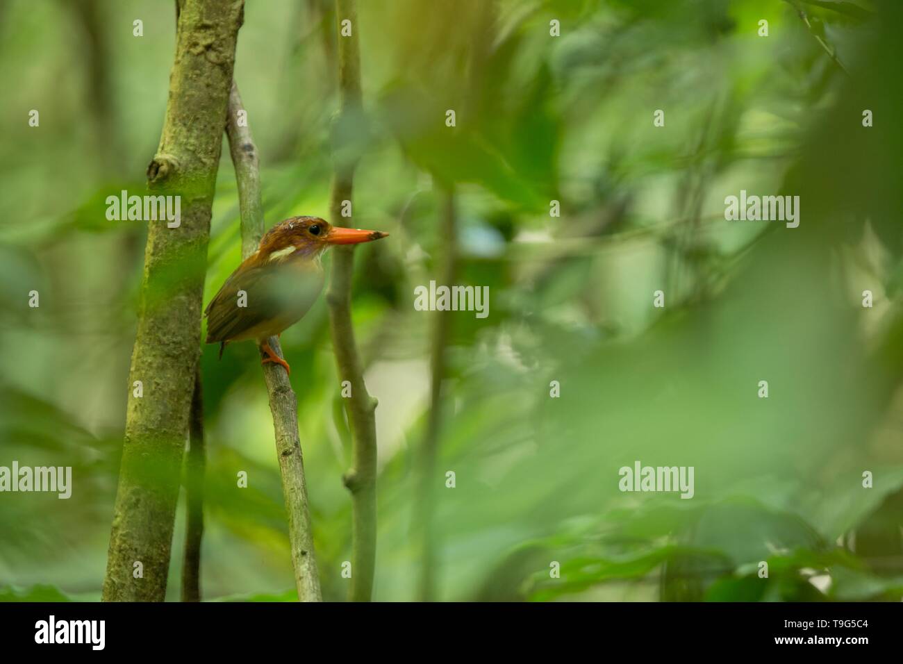 Dwarf sulawesi kingfisher (Ceyx fallax) perches on a branch in ...