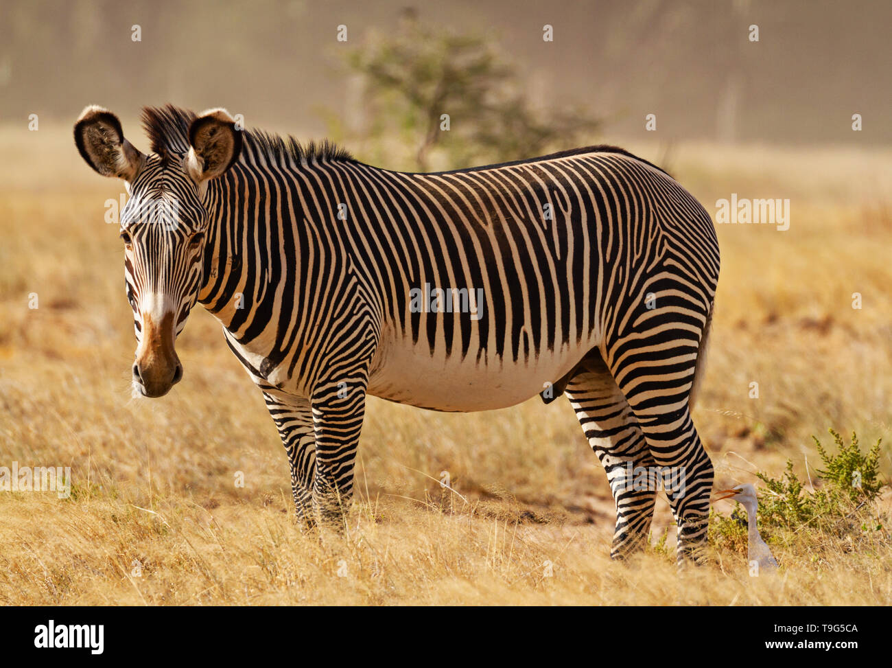 Grévy's zebra Grevy's Equus grevyi black and white narrow stripes dusty ...