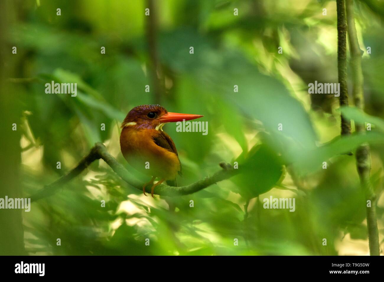 Dwarf sulawesi kingfisher (Ceyx fallax) perches on a branch in ...