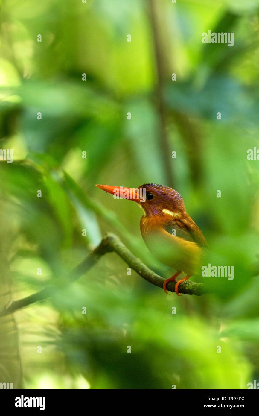 Dwarf sulawesi kingfisher (Ceyx fallax) perches on a branch in ...