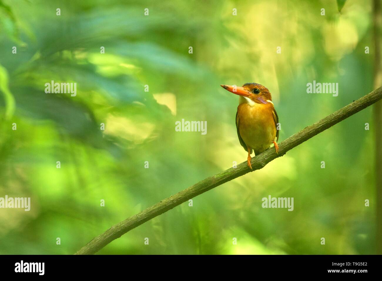 Dwarf sulawesi kingfisher (Ceyx fallax) perches on a branch in ...