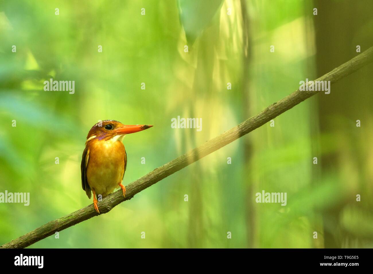 Dwarf sulawesi kingfisher (Ceyx fallax) perches on a branch in ...