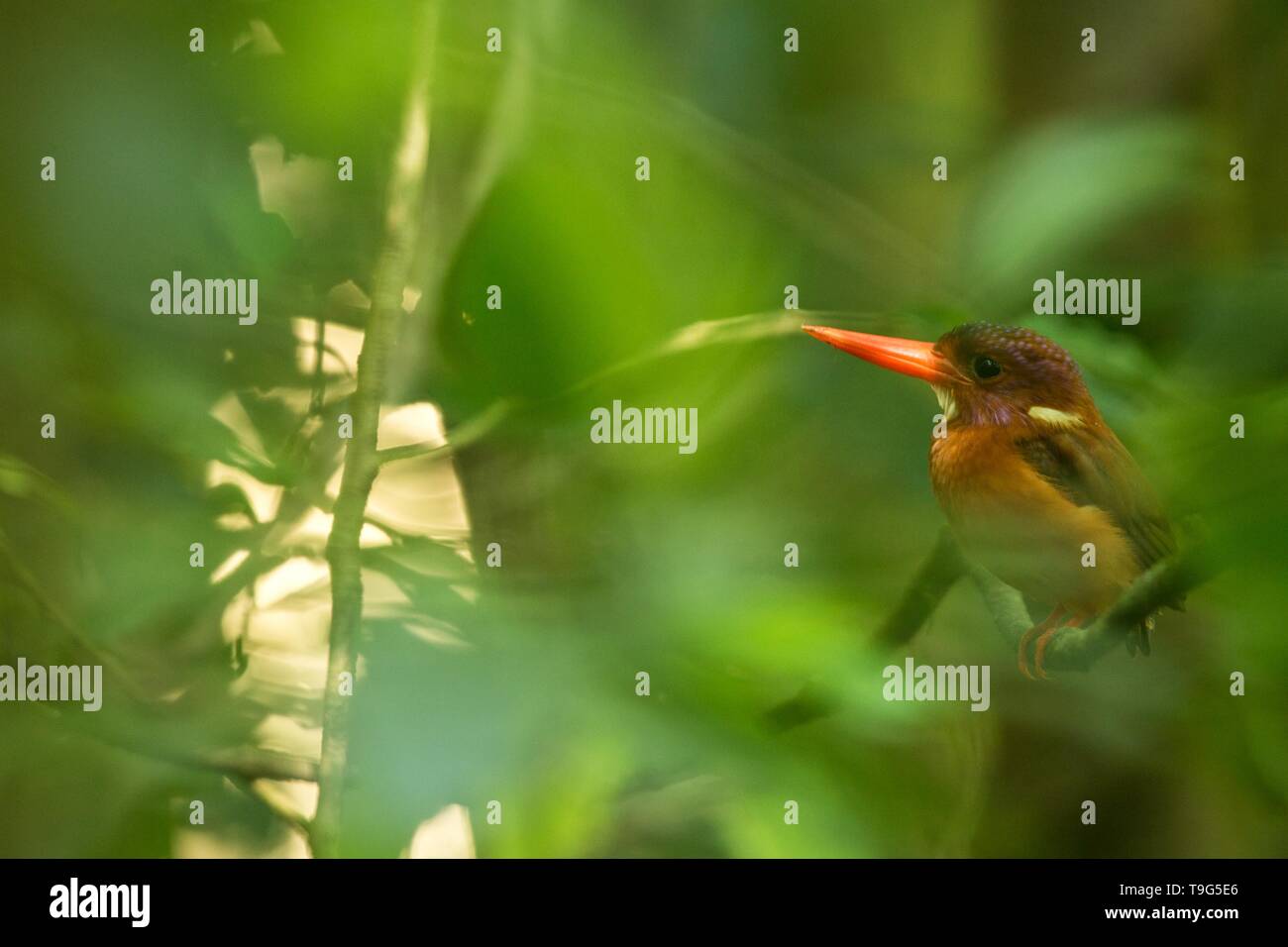 Dwarf sulawesi kingfisher (Ceyx fallax) perches on a branch in ...