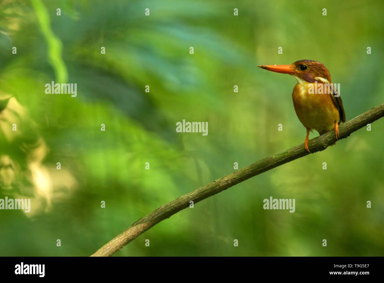 Dwarf sulawesi kingfisher (Ceyx fallax) perches on a branch in ...