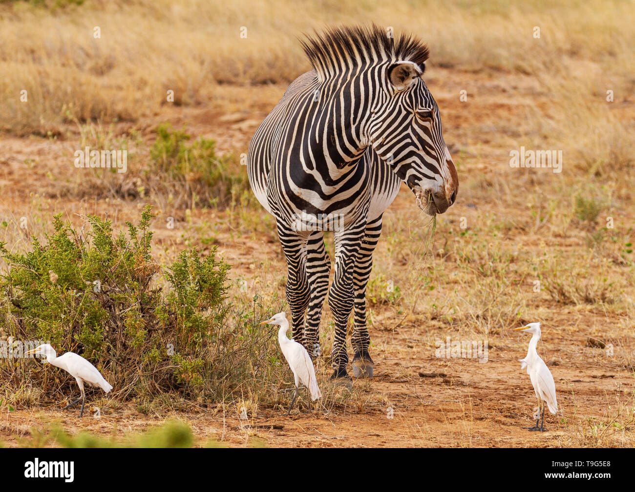 The three species of zebra hi-res stock photography and images - Alamy
