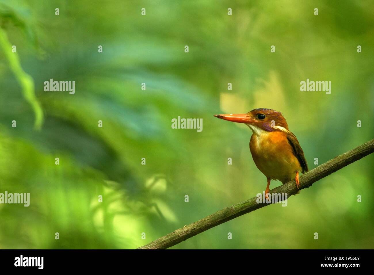 Dwarf sulawesi kingfisher (Ceyx fallax) perches on a branch in ...