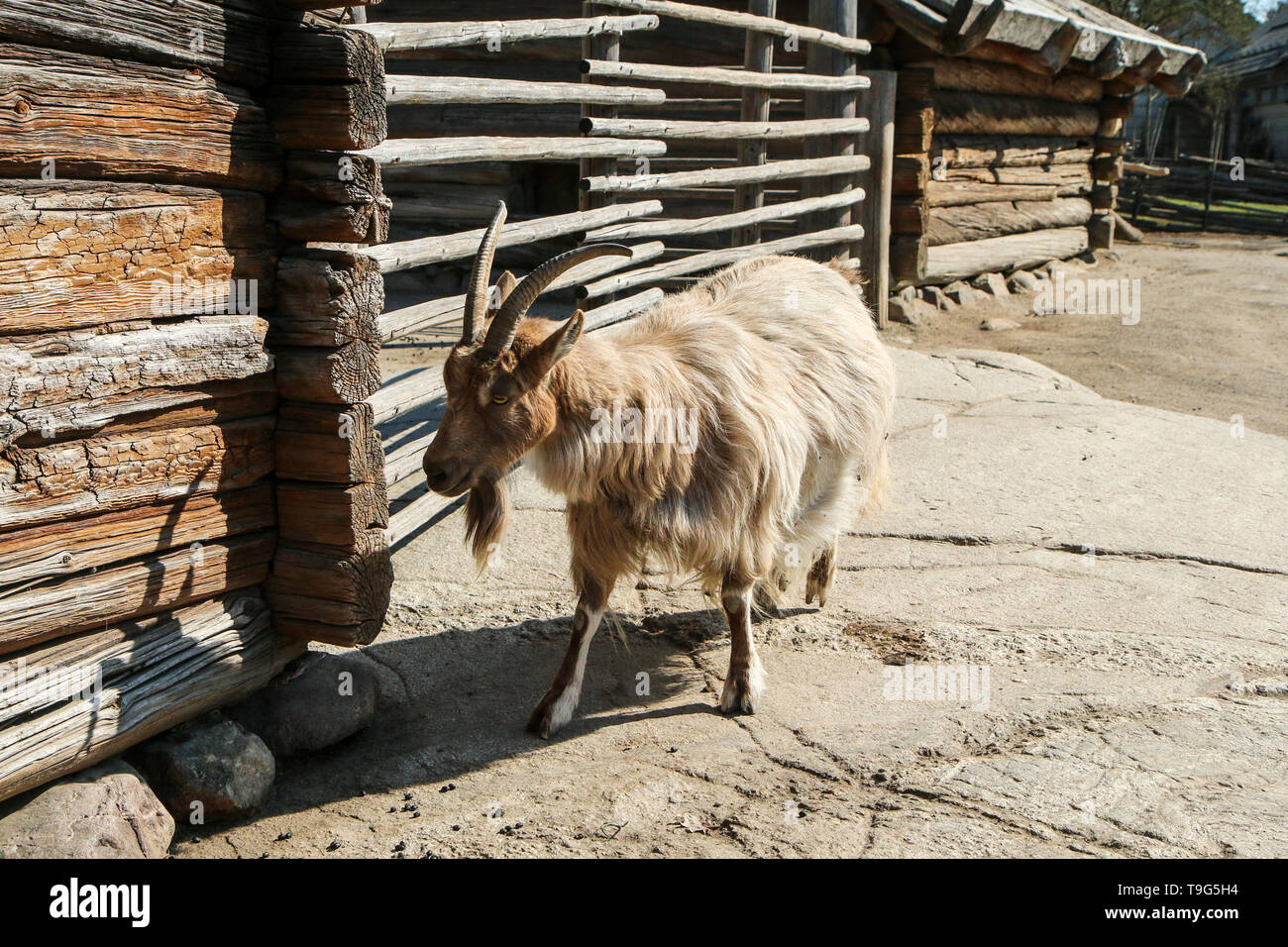 The nice and cute goat is stanging by its house and posing Stock Photo ...