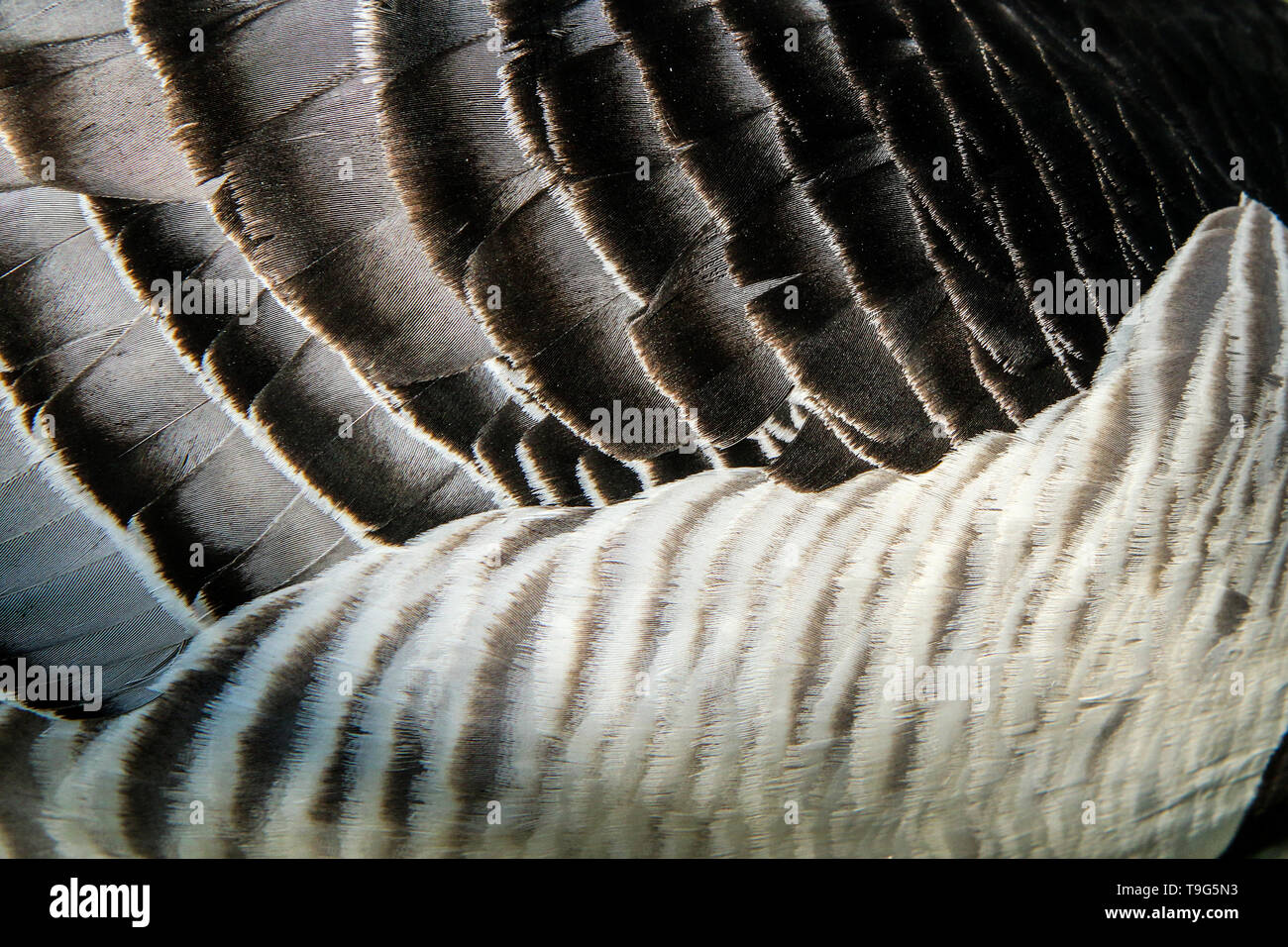 Goose feathers hi-res stock photography and images - Alamy