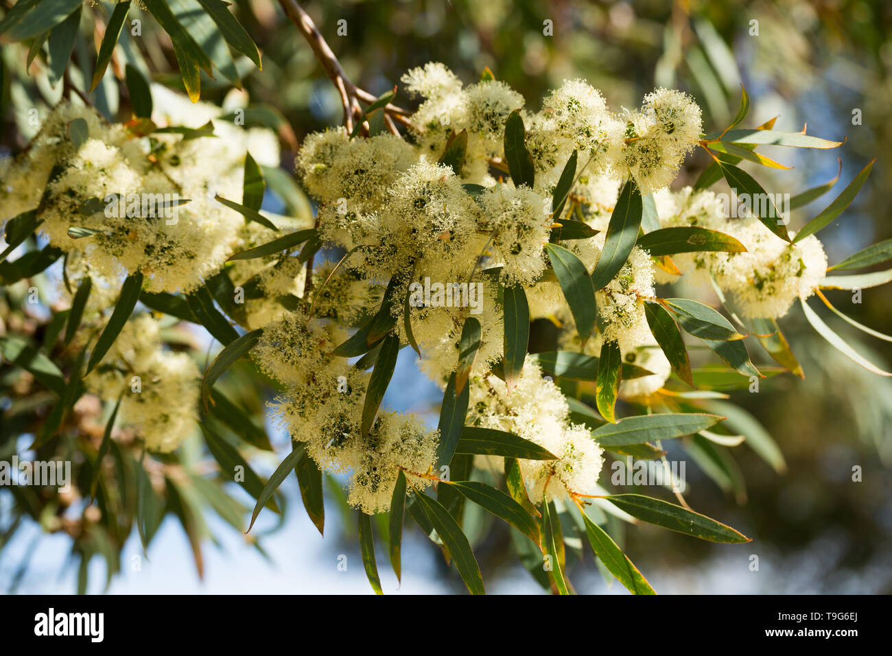 Closeup of white blooming of eucalyptus tree in sunny spring time Stock ...